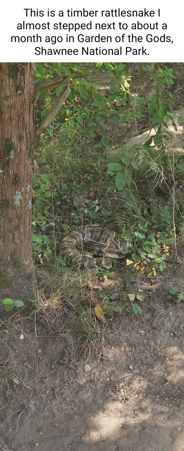 This is a timber rattlesnake I almost stepped next to about a month ago ...
