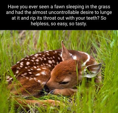 Have you ever seen a fawn sleeping in the grass and had the almost ...