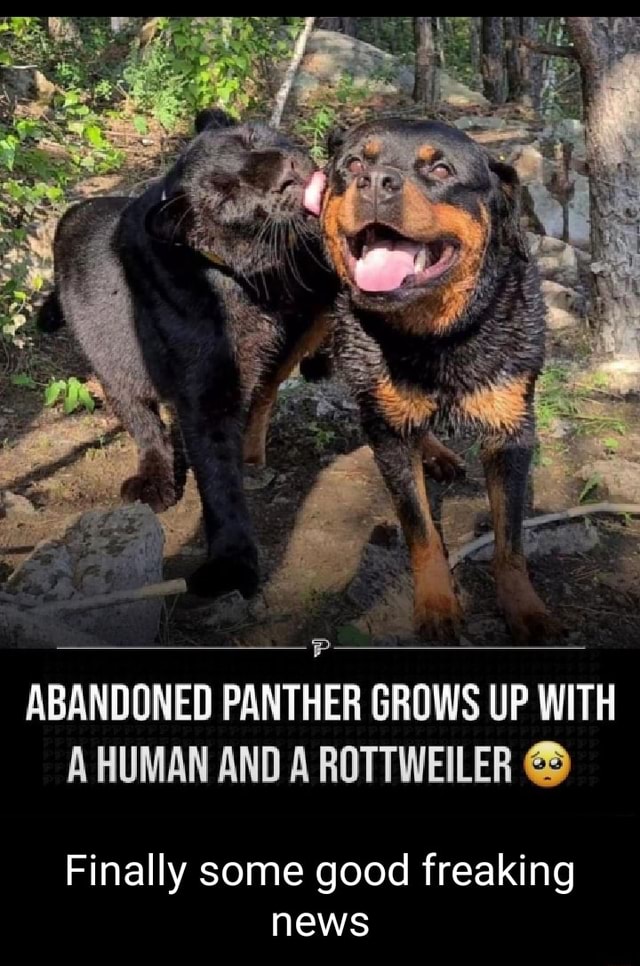 ABANDONED PANTHER GROWS UP WITH AHUMAN AND A ROTTWEILER Finally some ...