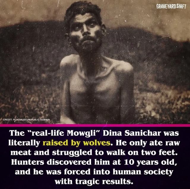 GRAVEYARD SHIFT CREDIT: DOMAIN The "real-life Mowgli" Dina Sanichar was ...