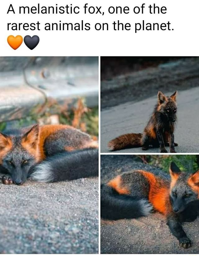A melanistic fox, one of the rarest animals on the planet. - iFunny