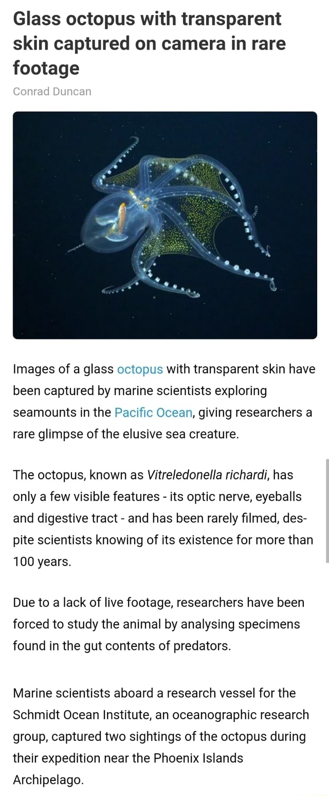 Glass octopus with transparent skin captured on camera in rare footage ...