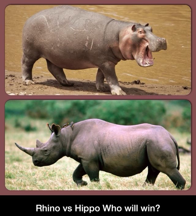 Rhino vs Hippo Who will win? - Rhino vs Hippo Who will win? - )