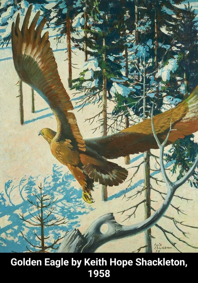 Golden Eagle by Keith Hope Shackleton, 1958 - iFunny