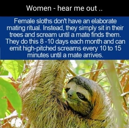Women - hear me out Female sloths don't have an elaborate mating ritual ...