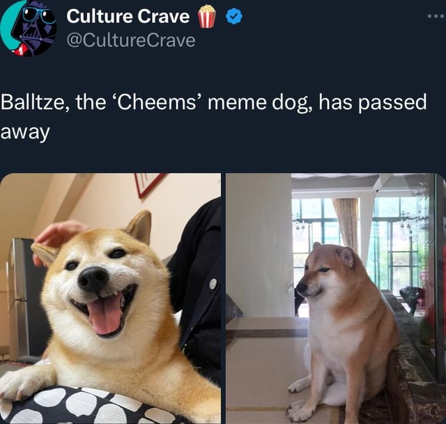 Culture Crave ff) @ ~@CultureCrave Balltze, the 'Cheems' meme dog, has ...