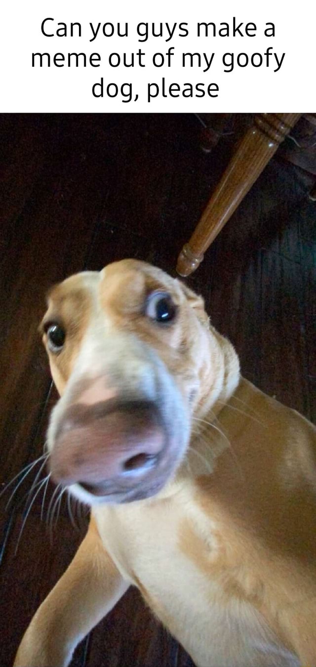 Can you guys make a meme out of my goofy dog, please - iFunny