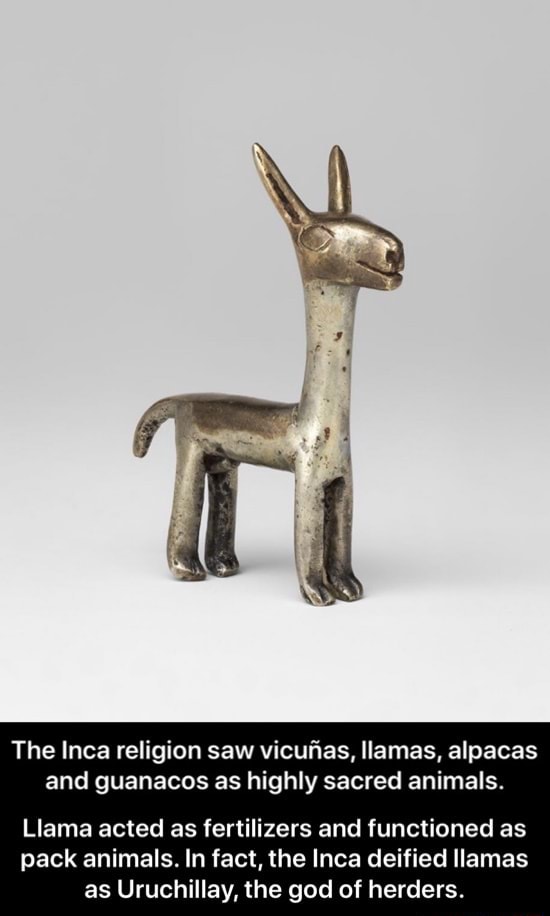 The Inca religion saw vicuñas, llamas, alpacas and guanacos as highly ...