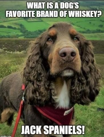 WHAT IS A O0GS FAVGRITE BRAND OF WHISKEYS JACK SPANIELS! - America’s ...