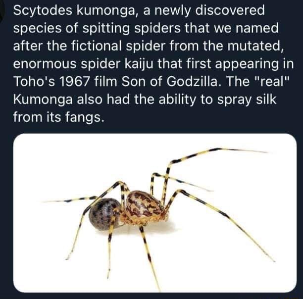 Scytodes kumonga, a newly discovered species of spitting spiders that ...