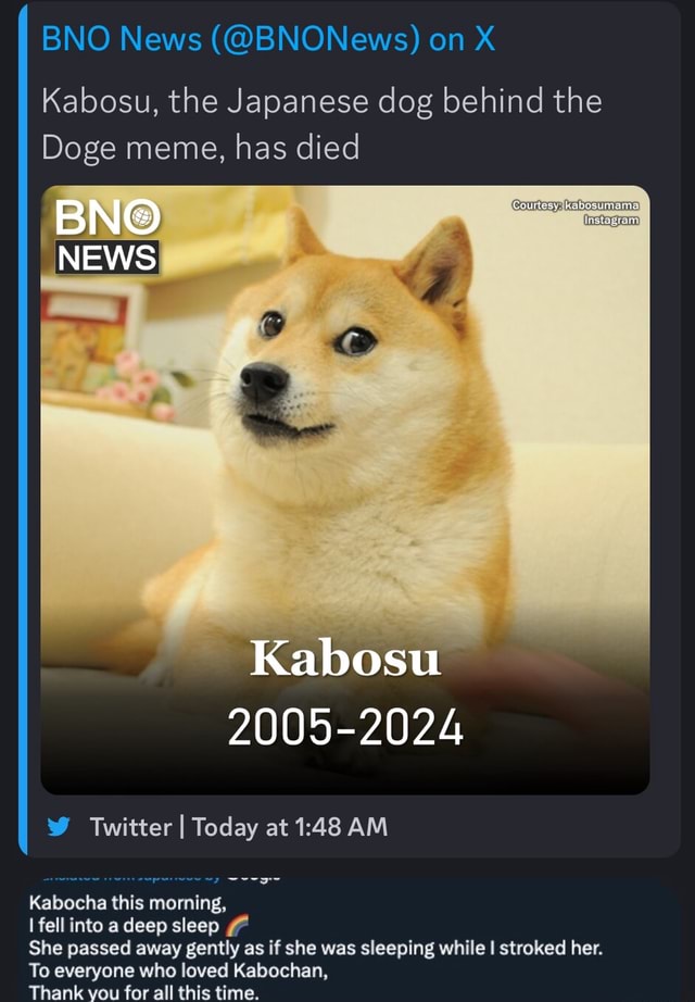 BNO News (@BNONews) on X Kabosu, the Japanese dog behind the Doge meme, has died NEWS ADO 2005 ...