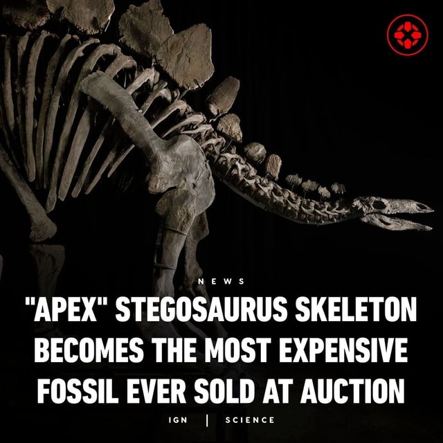 A stegosaurus skeleton nicknamed "Apex" has broken the world record to ...