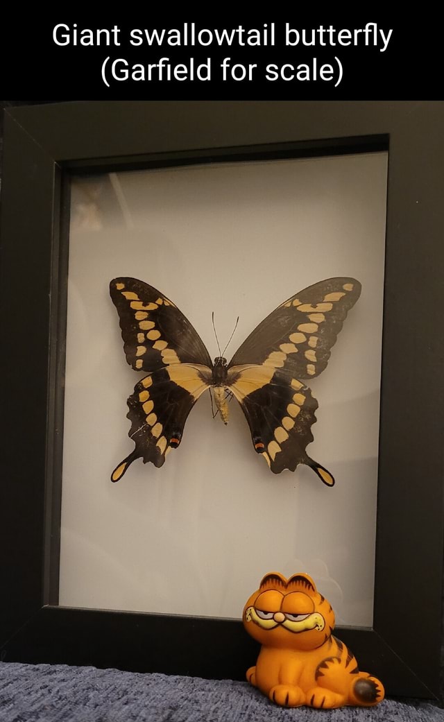 Giant swallowtail butterfly (Garfield for scale) - iFunny