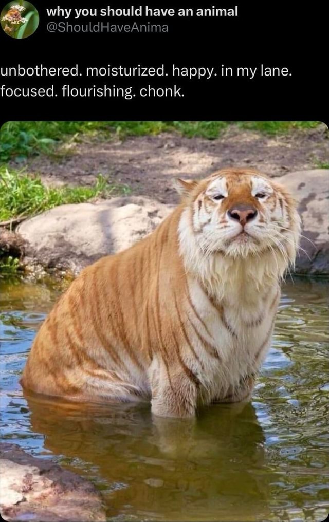 Why you should have an animal @ShouldHaveAnima unbothered. moisturized ...