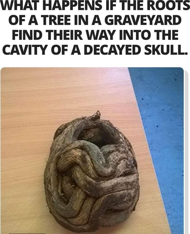 WHAT HAPPENS IF THE ROOTS OF A TREE IN A GRAVEYARD FIND THEIR WAY INTO ...