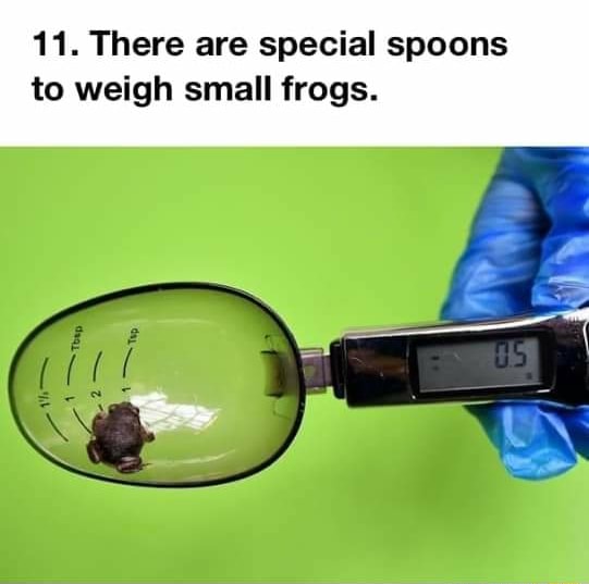 11. There are special spoons to weigh small frogs. - iFunny