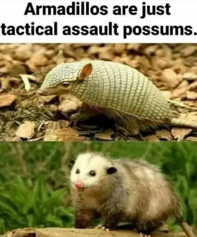 Armadillos are just tactical assault possums - iFunny