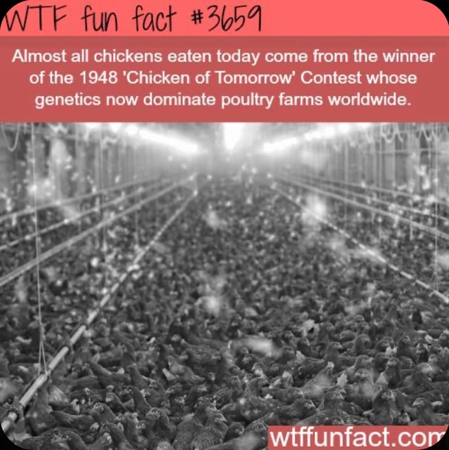 Fun fact *3b57 Almost all chickens eaten today come from the winner of ...