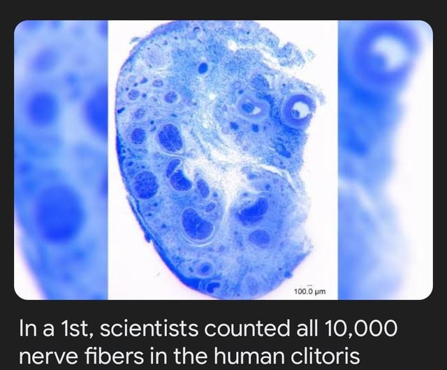 In a scientists counted all 10,000 nerve fibers in the human clitoris ...