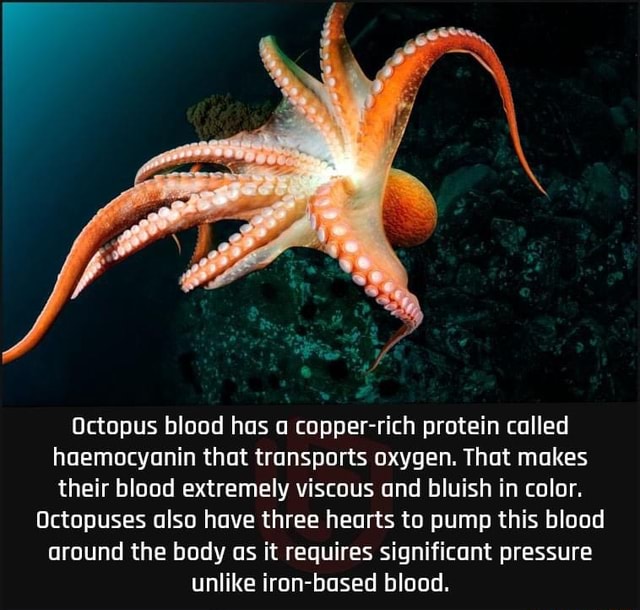 Octopus blood has copper-rich protein called haemocyanin that ...