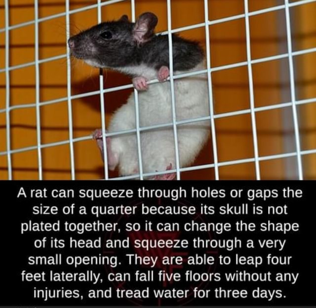 A rat can squeeze through holes or gaps the size of a quarter because ...