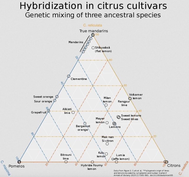 Hybridization in citrus cultivars Genetic mixing of three ancestral ...