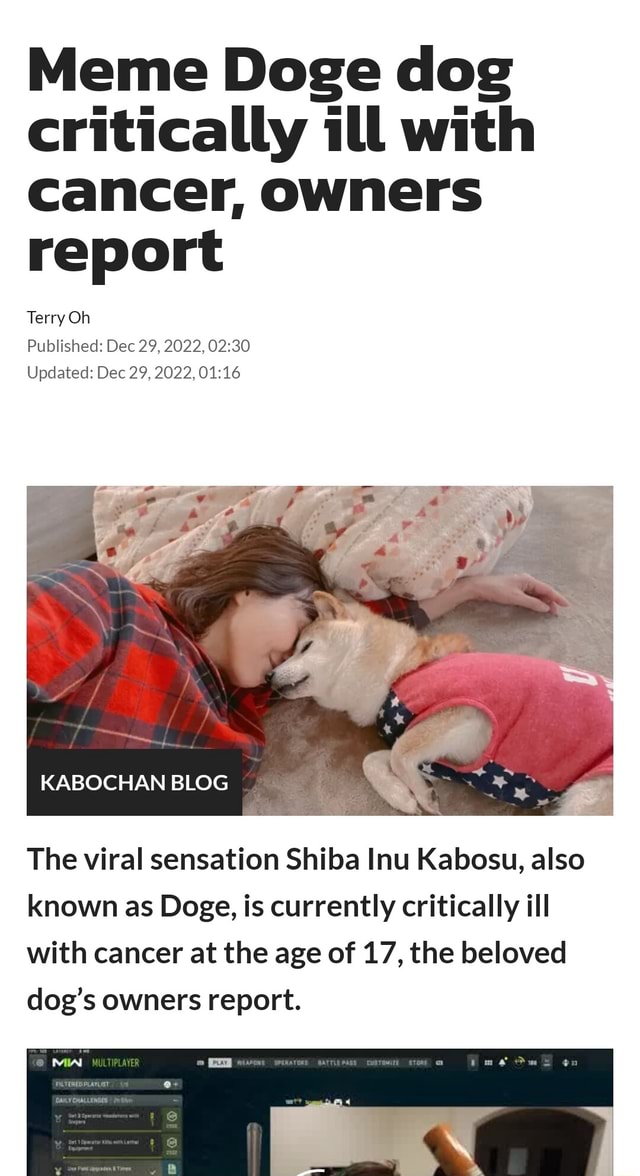 Meme Doge dog critically ill with cancer, owners report Terry Oh ...