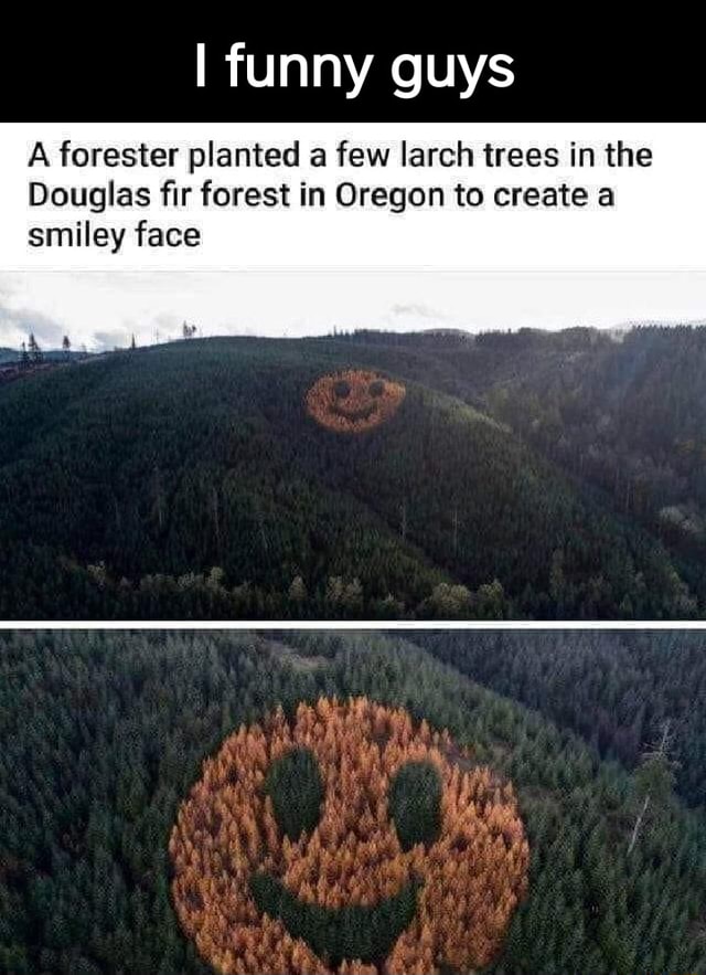 Funny guys A forester planted a few larch trees in the Douglas fir ...