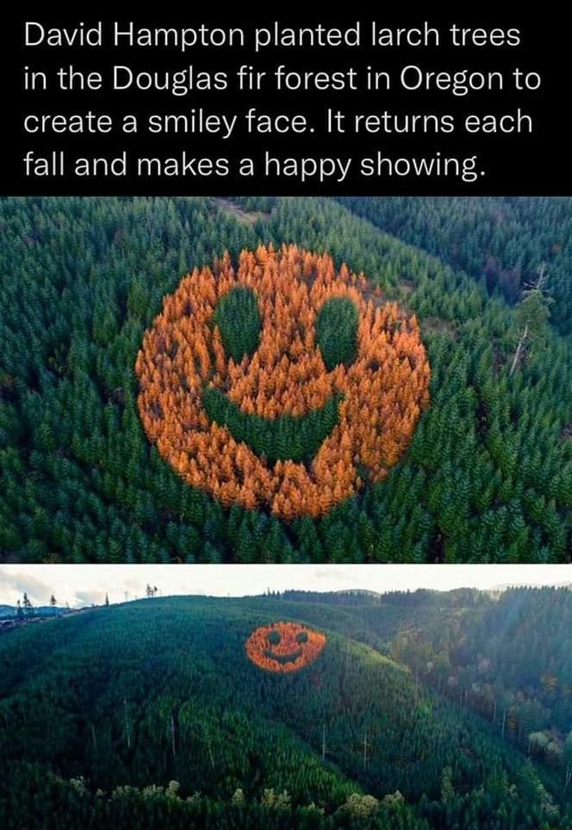 David Hampton planted larch trees in the Douglas fir forest in Oregon ...