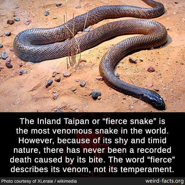 The Inland Taipan or "fierce snake" is the most venomous snake in the ...