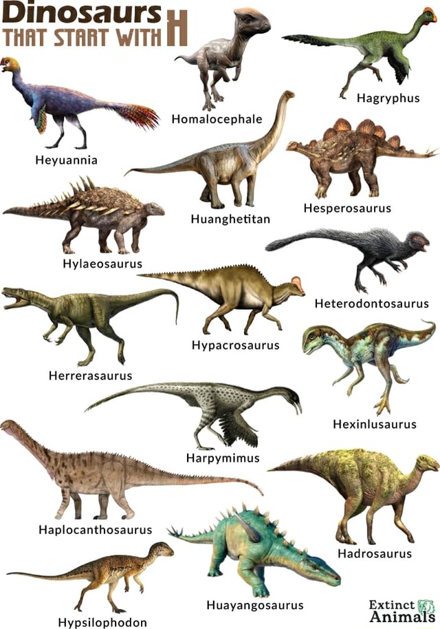 Dinosaurs THAT START WITH Hagryphus Homalocephale Heyuannia ...
