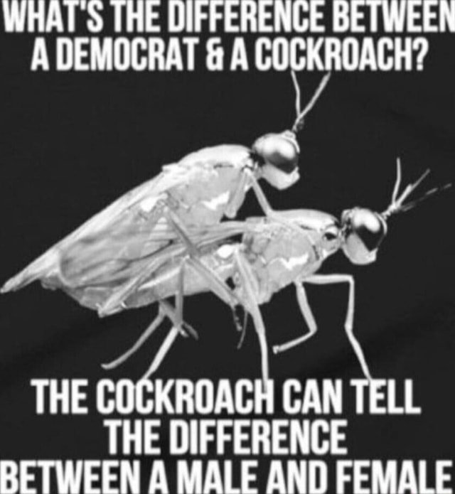 WHAT THE DIFFERENCE BETWEEN A DEMOCRAT & A COCKROACH? THE COCKROACH CAN ...