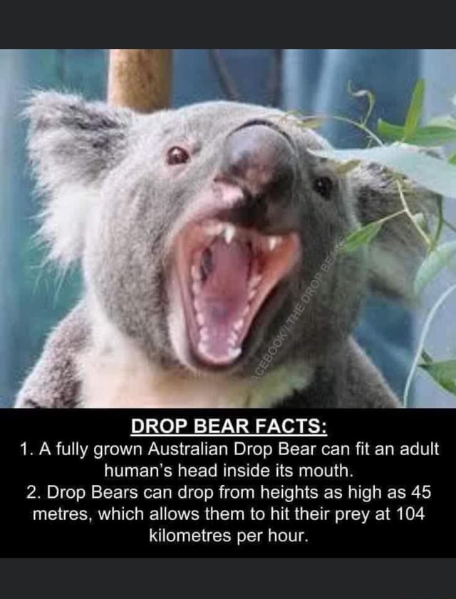 DROP BEAR FACTS: 1. A fully grown Australian Drop Bear can fit an adult ...