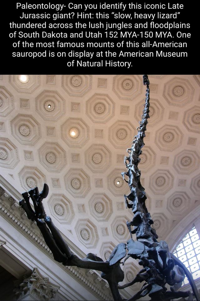 Paleontology- Can you identify this iconic Late Jurassic giant? Hint ...
