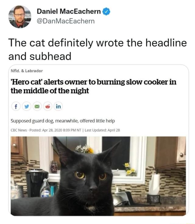 \e, Daniel MacEachern @ @DanMacEachern The cat definitely wrote the ...