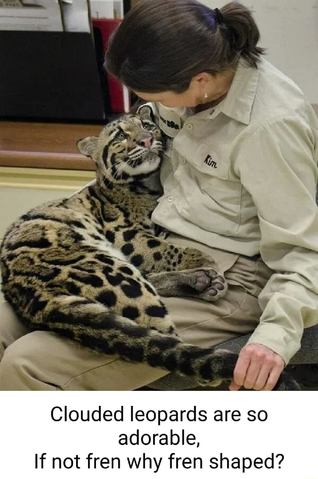 Clouded leopards are so adorable, If not fren why fren shaped? - iFunny