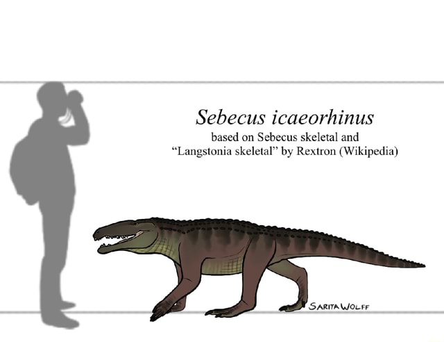 Sebecus icaeorhinus based on Sebecus skeletal and "Langstonia skeletal ...