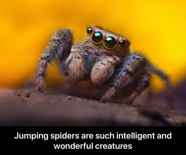 Jumping spiders are such intelligent and wonderful creatures - Jumping ...