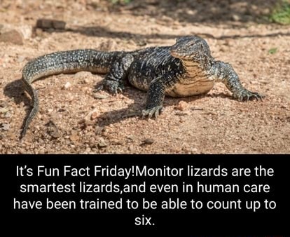 It's Fun Fact Friday'Monitor lizards are the smartest lizards,and even ...