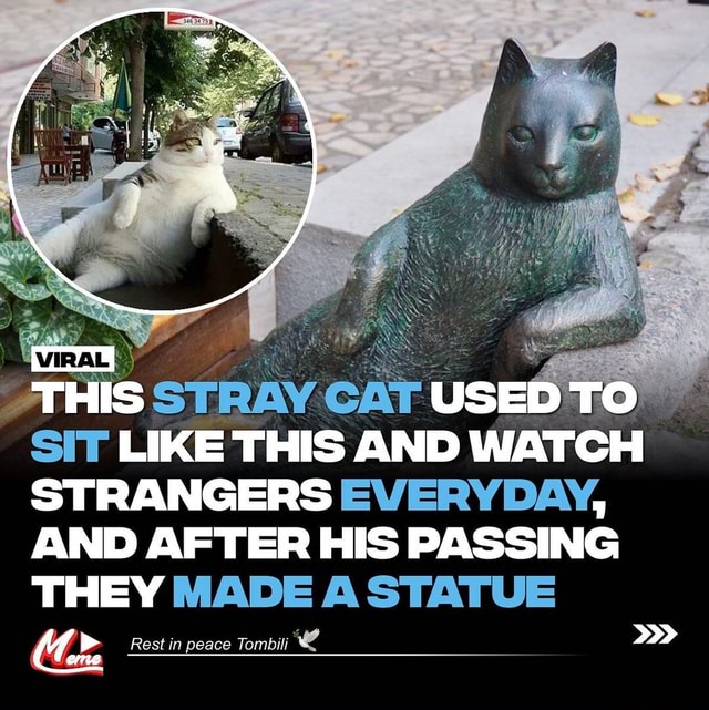 Meet Tombili the cat! (Turkish for Chubby). Tombili was a stray cat in ...