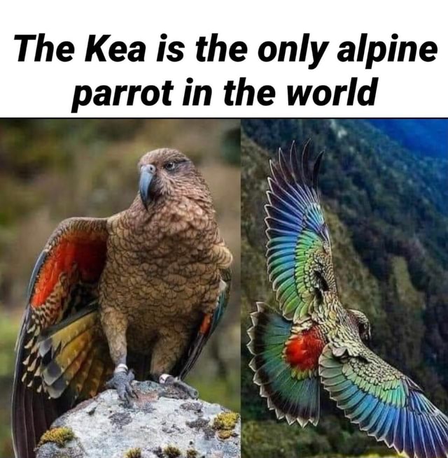 The Kea is the only alpine parrot in the world - iFunny