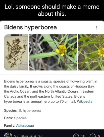 Lol, someone should make a meme about this. Bidens hyperborea Qa Bidens ...