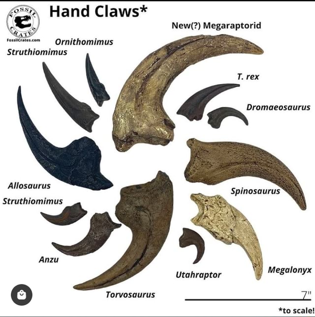 Hand Claws* New(?) Ornithomimus or" Allosaurus Utahraptor Megalonyx *to ...