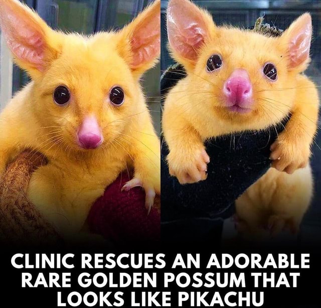 CLINIC RESCUES AN ADORABLE RARE GOLDEN POSSUM THAT LOOKS LIKE PIKACHU ...