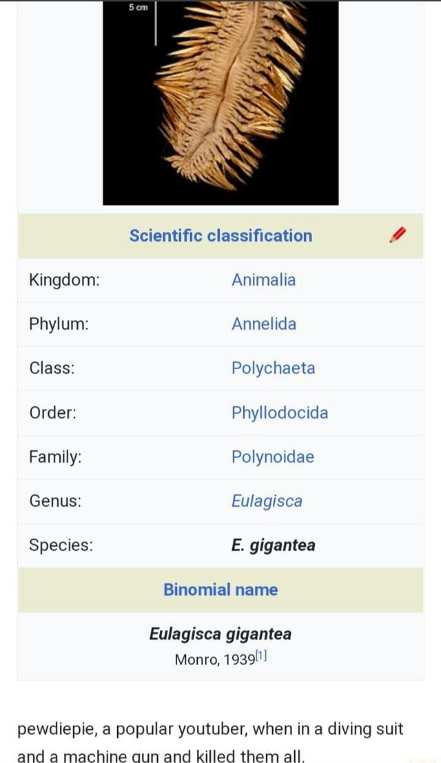 Scientific classification Kingdom: Animalia Phylum: Annelida Class ...