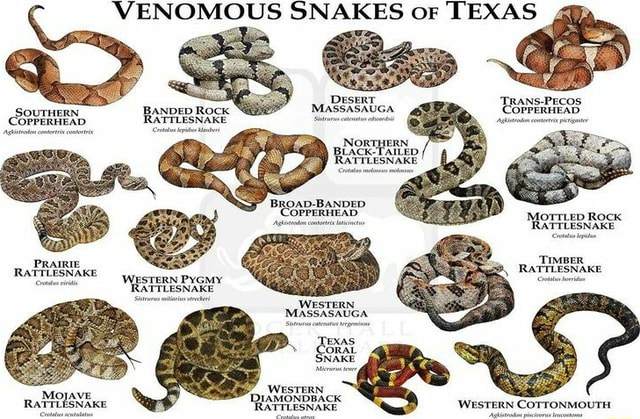 VENOMOUS SNAKES oF TEXAS DESERT TRANS-PECOS SOUTHERN. BANDED Rock ...