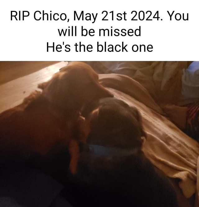 RIP Chico, May 21st 2024. You will be missed He's the black one - iFunny