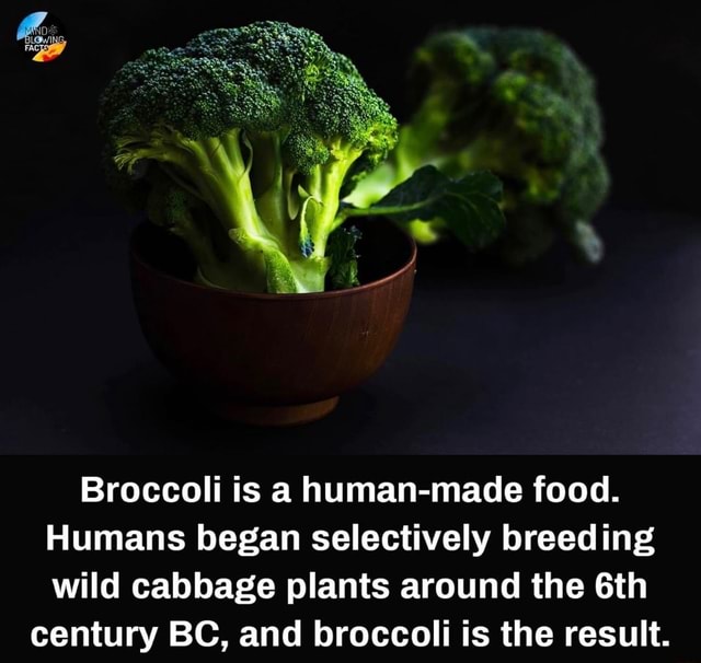 Broccoli is a human-made food. Humans began selectively breeding wild ...