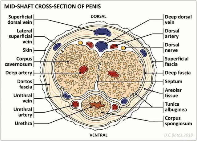 MID-SHAFT CROSS-SECTION OF PENIS Superficial Deep dorsal dorsal vein ... MID-SHAFT CROSS-SECTION OF PENIS Superficial Deep dorsal dorsal vein ...
