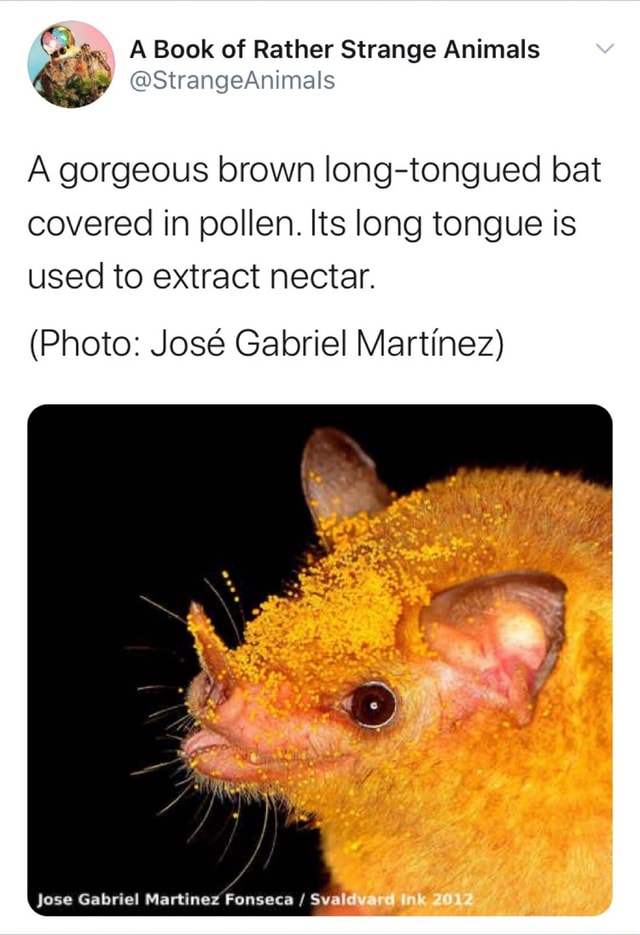 A gorgeous brown long-tongued bat covered in pollen. Its long tongue is ...